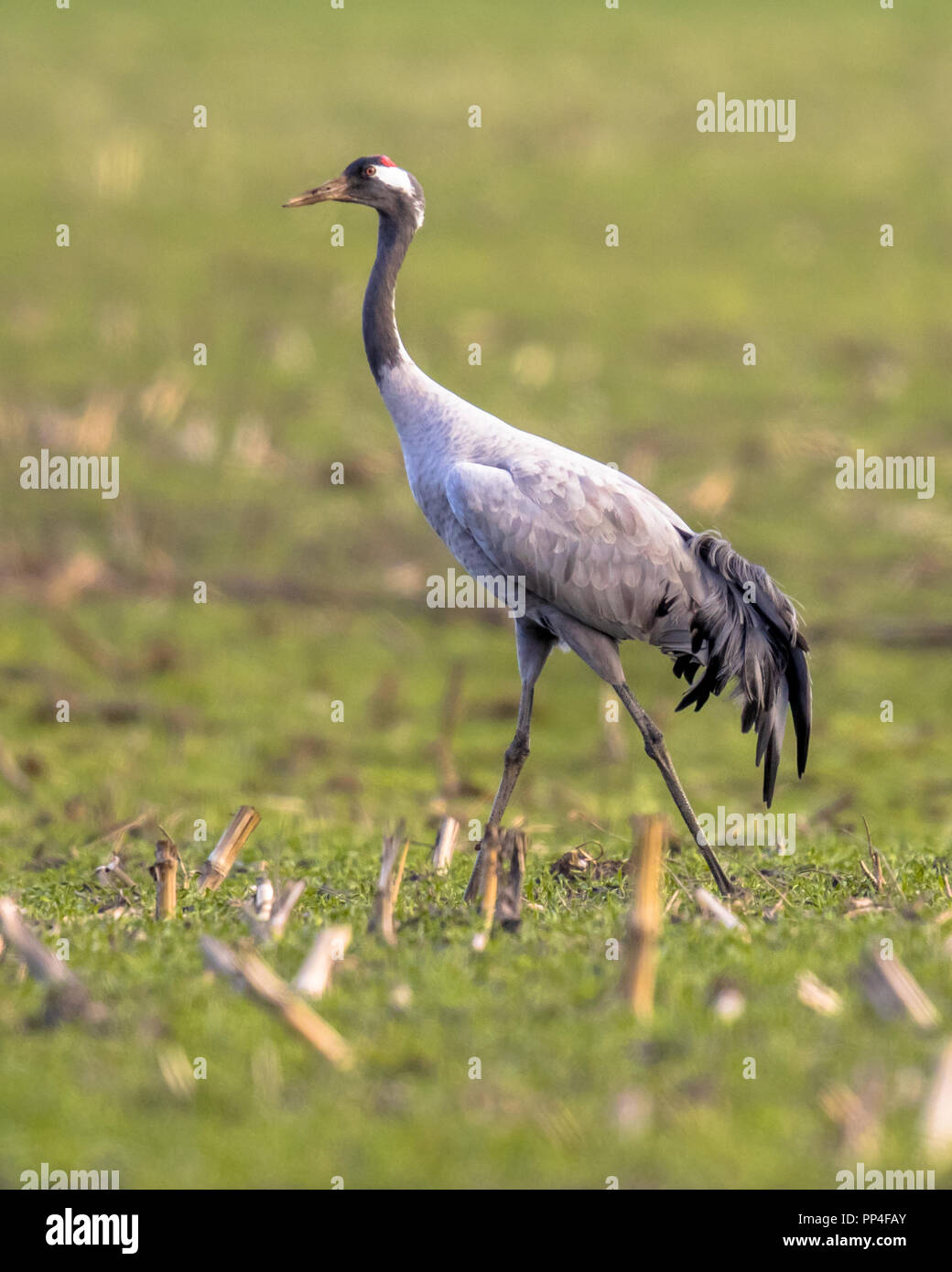Spring bird hi-res stock photography and images - Alamy