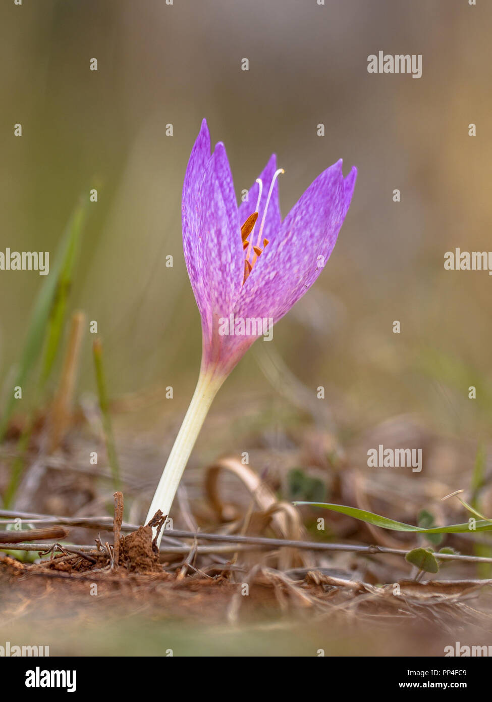 Autumn crocus flower (Colchicum autumnale) in wild habitat on peninsula ...