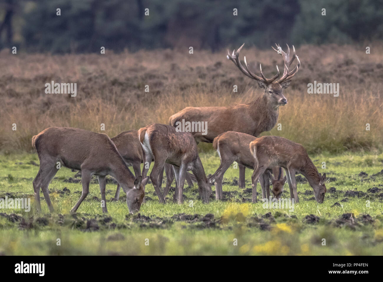 Deer male buck (Cervus elaphus) guarding herd of female doe animals ...