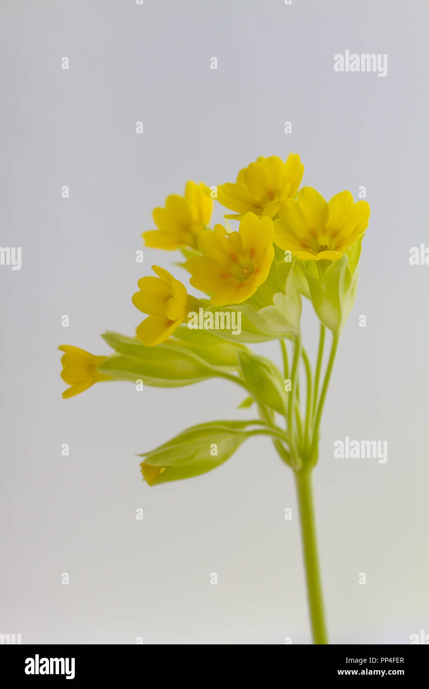 Cowslip, Primula veris, flower, UK Stock Photo - Alamy