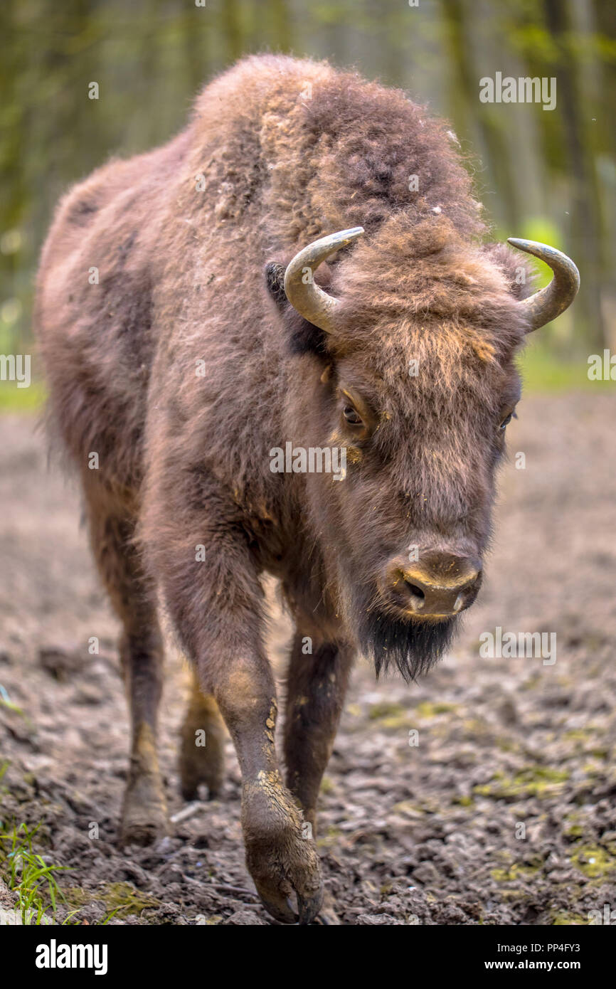 European bison. Juvenile Wisent (Bison bonasus) walking towards camera ...