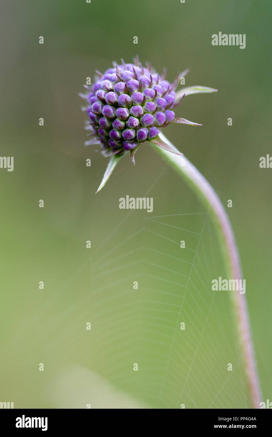 Devil's Bit Scabious, Succisa pratensis, flower, UK Stock Photo - Alamy