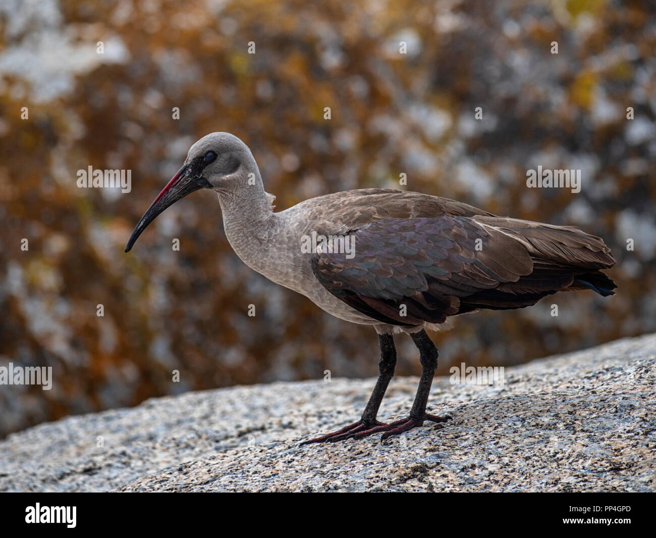 Hadeda ibis hi-res stock photography and images - Alamy