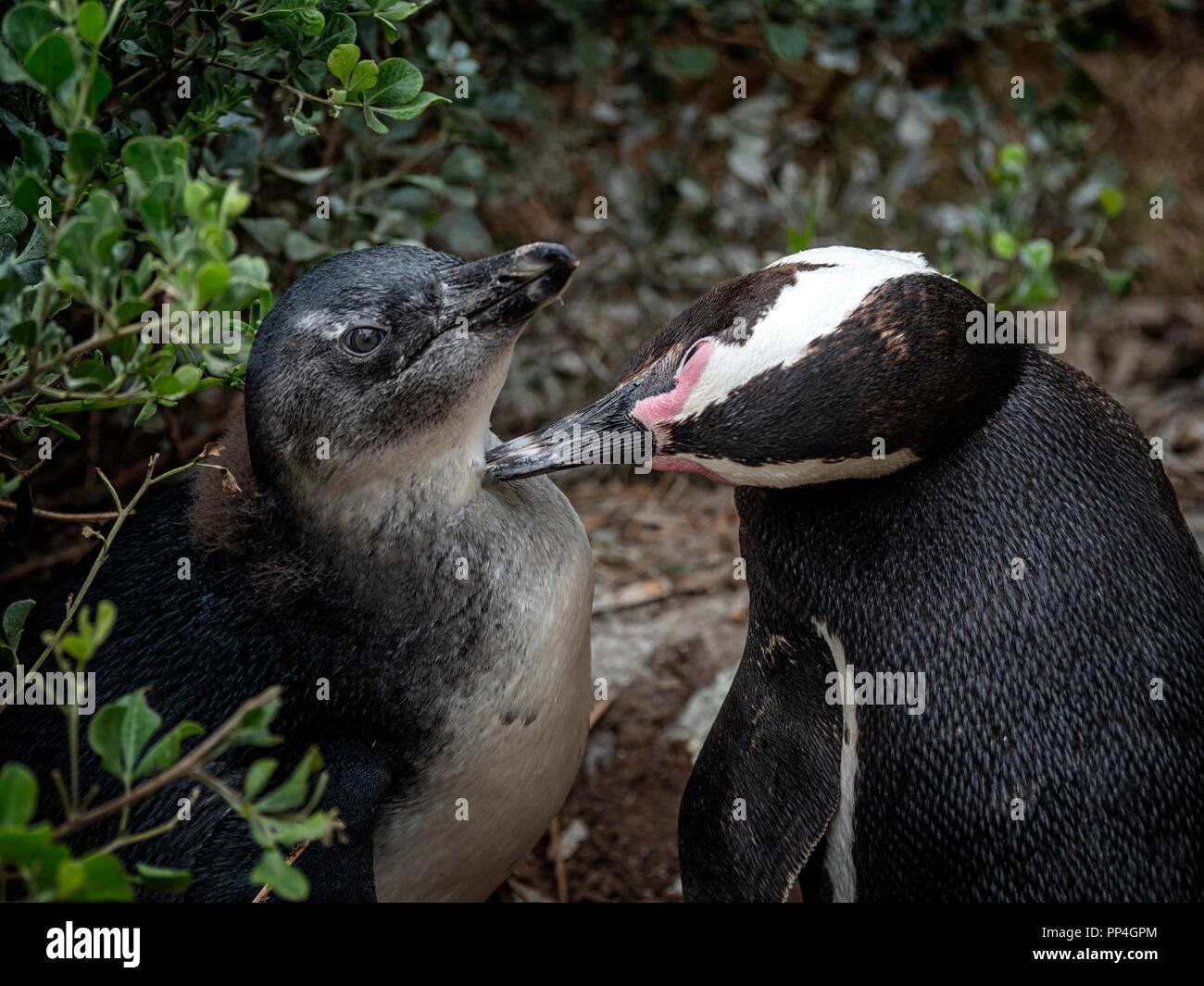 Chick being groomed: African penguins (Spheniscus demersus), also known ...