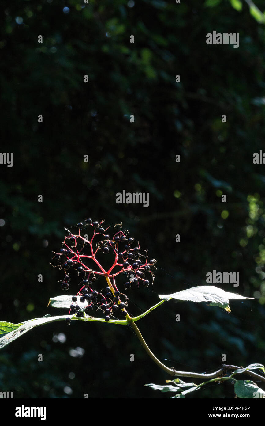 Black elderberry berries hi-res stock photography and images - Alamy