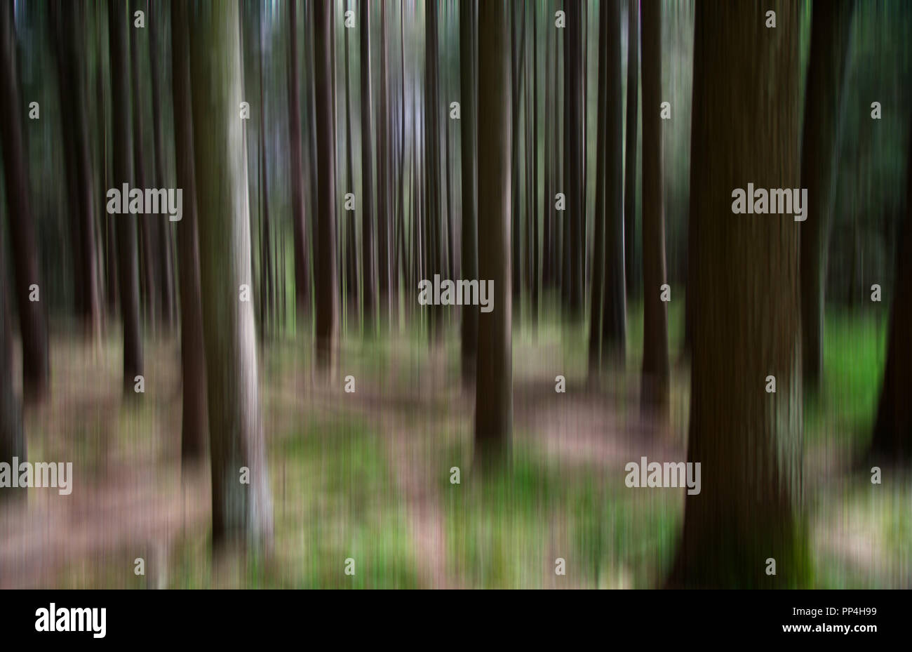 Forest in Motion Blur in Switzerland Stock Photo - Alamy