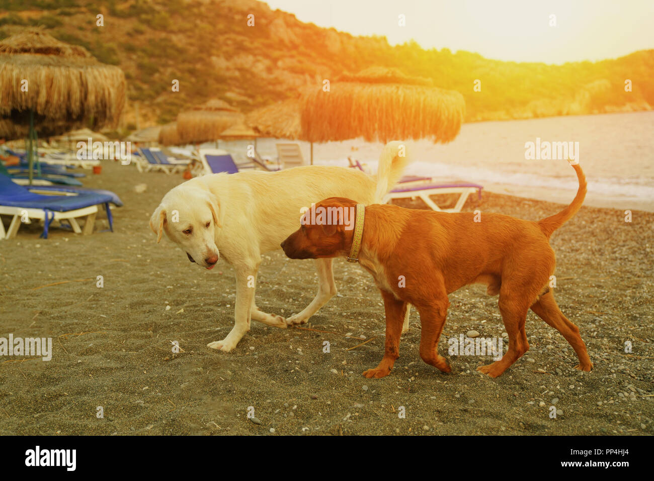 Two dogs walk in the beach, beach chair and sunset in background ...