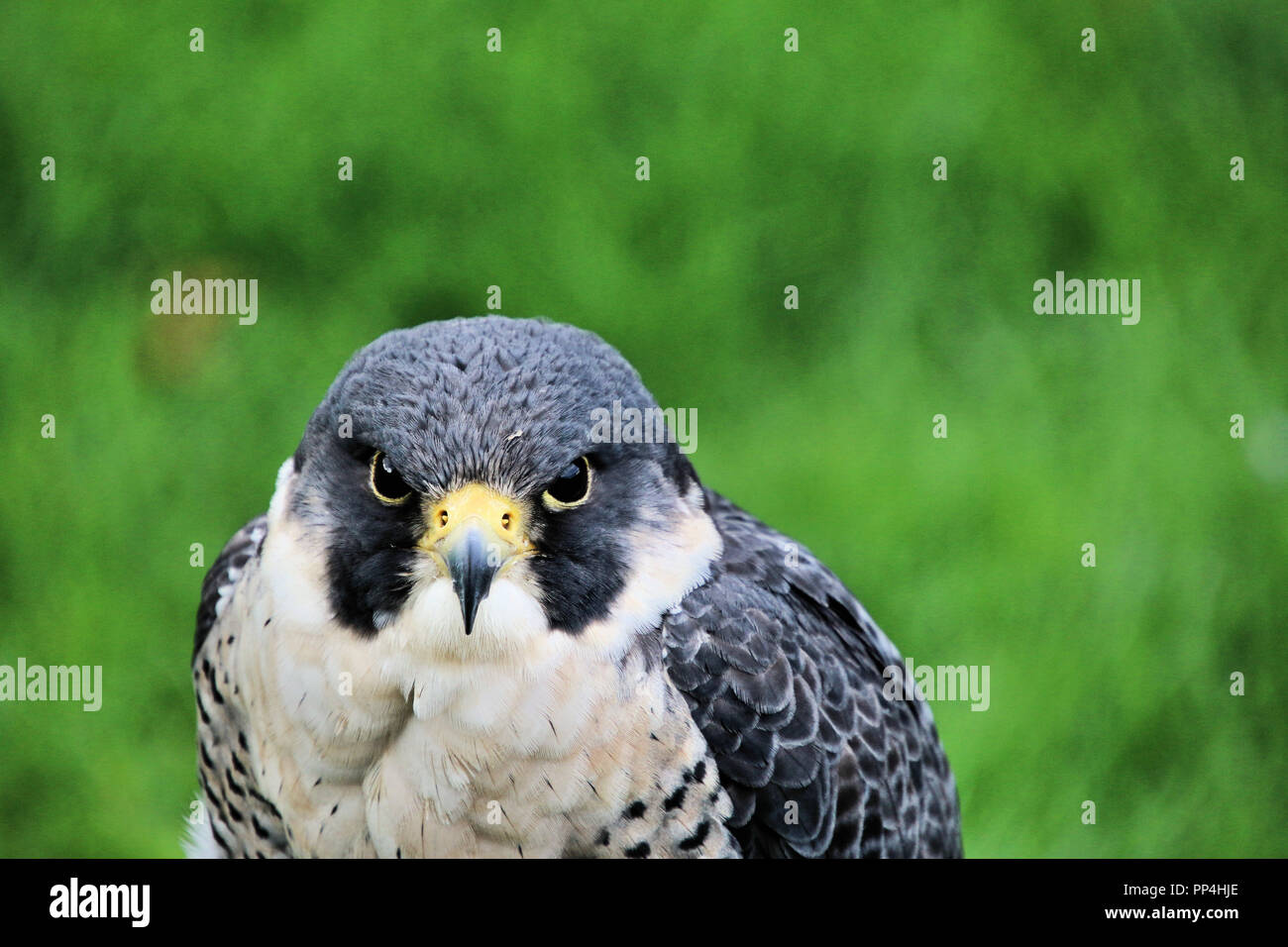 A close up of a Peregrine Falcon Stock Photo - Alamy