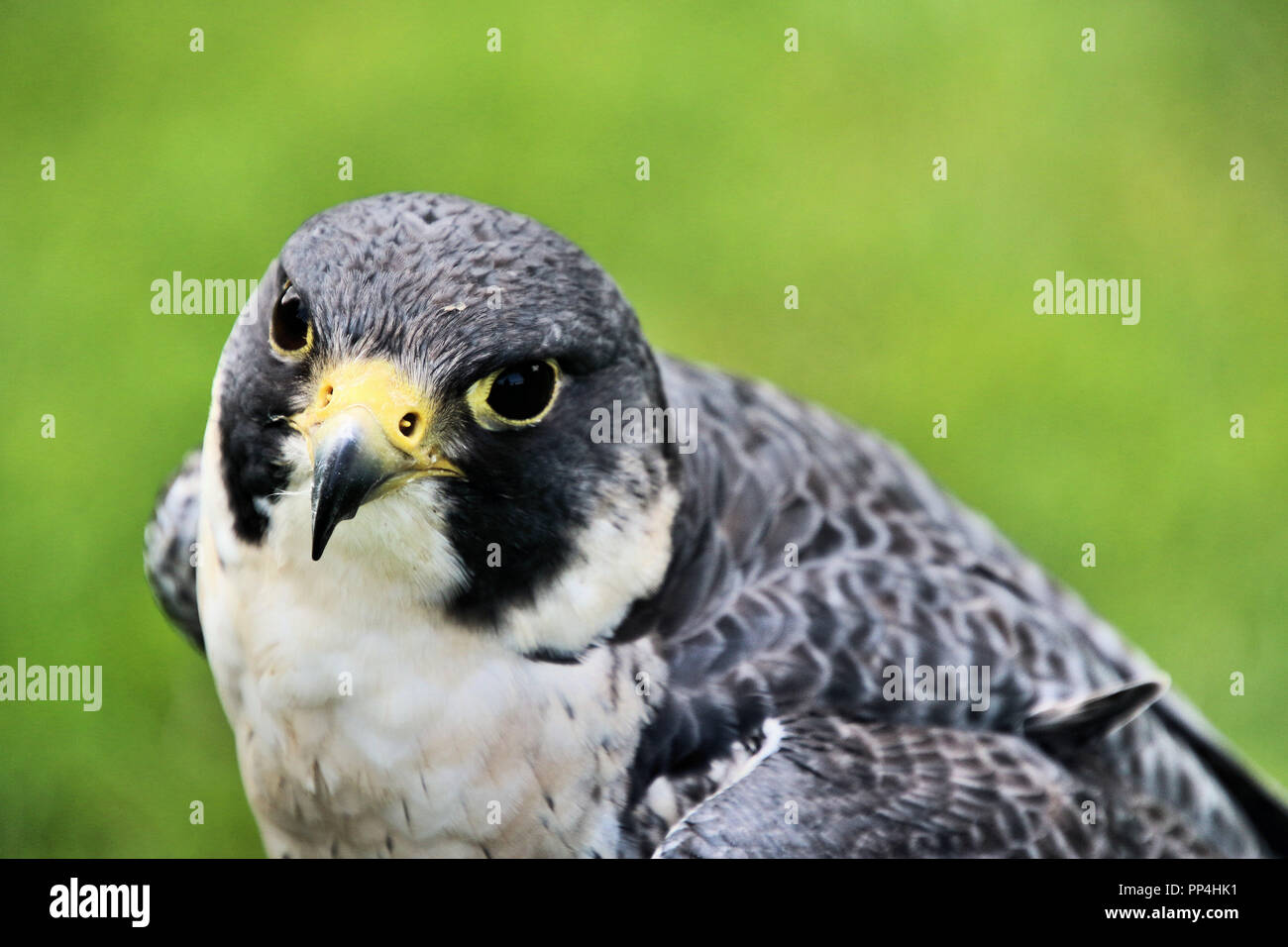 A close up of a Peregrine Falcon Stock Photo - Alamy