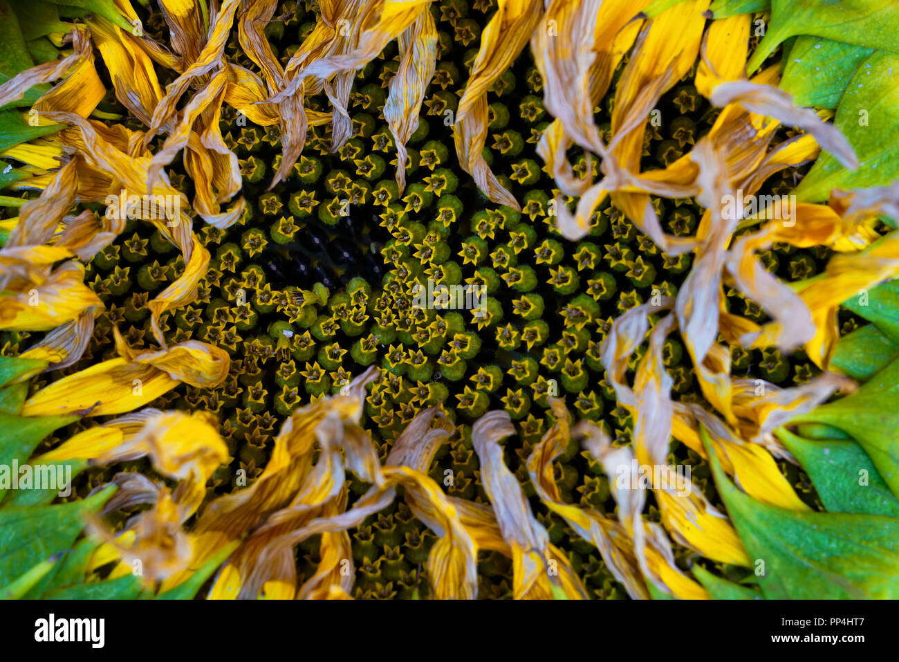 Close up of the head of a sunflower Stock Photo - Alamy
