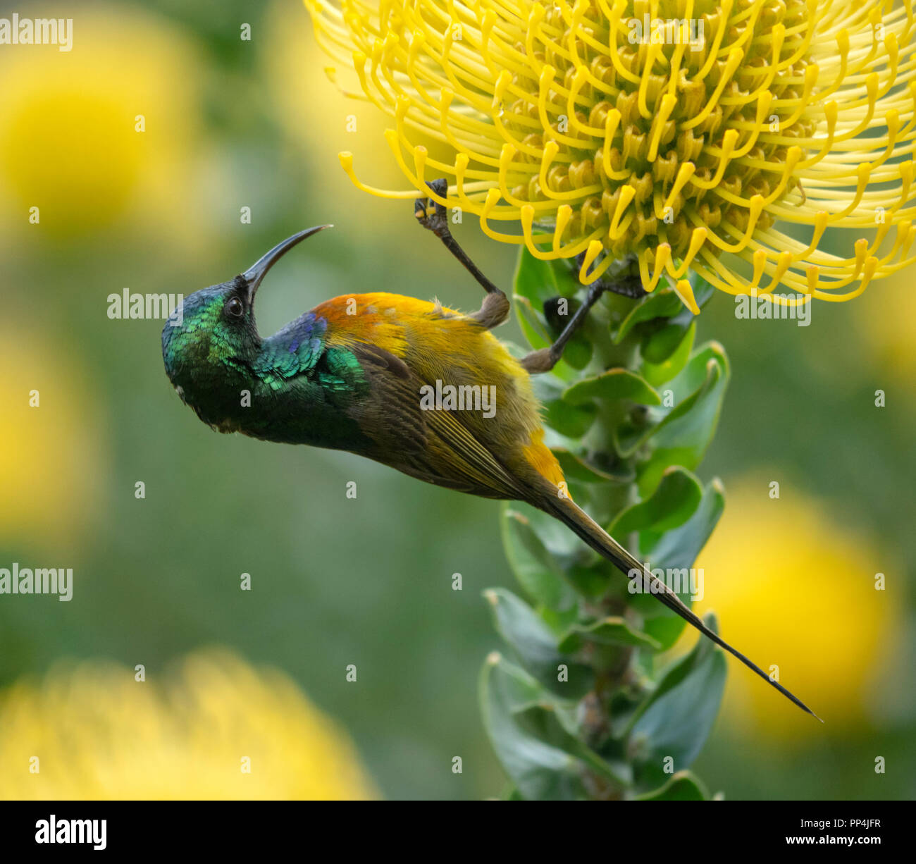Orange breasted sunbird hi-res stock photography and images - Alamy
