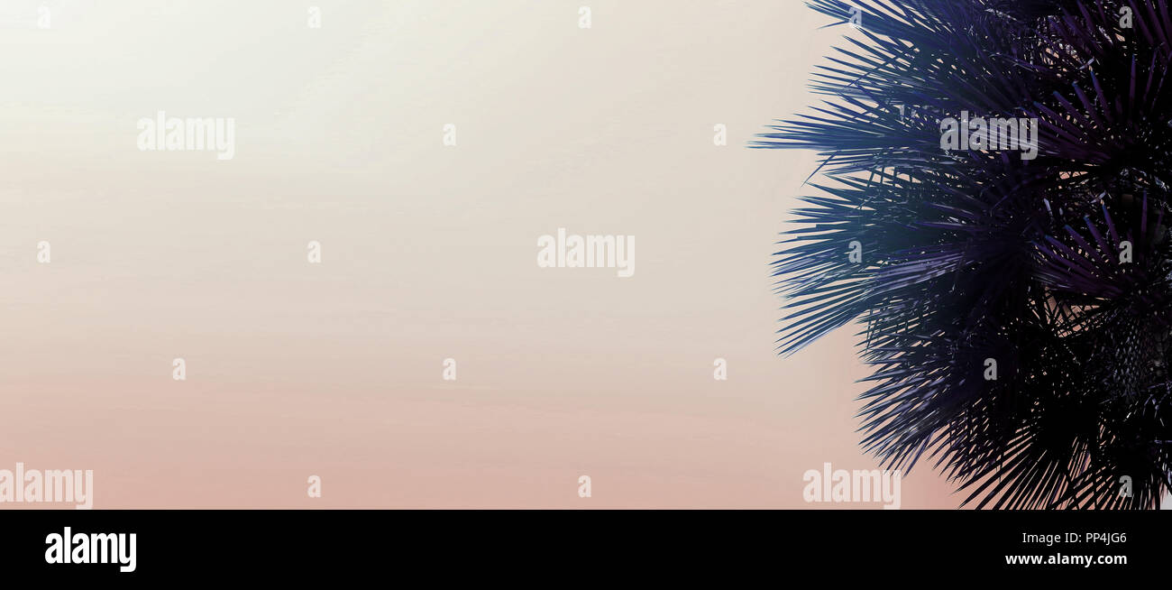 Website header and banner with copy space in light pink color and palm ...