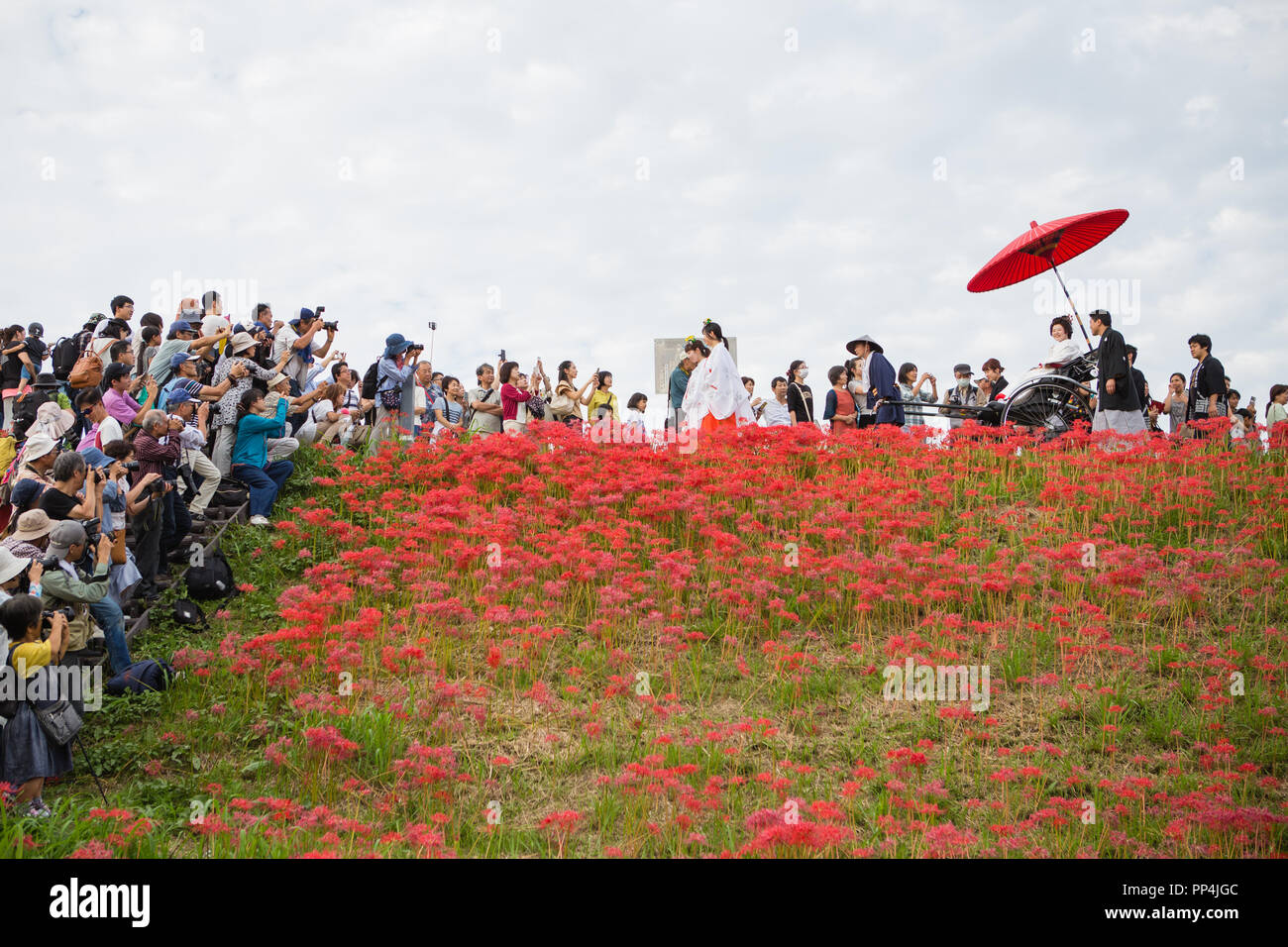 3 millions Lycoris Radiatas seen in full bloom near the Yakachi River ...