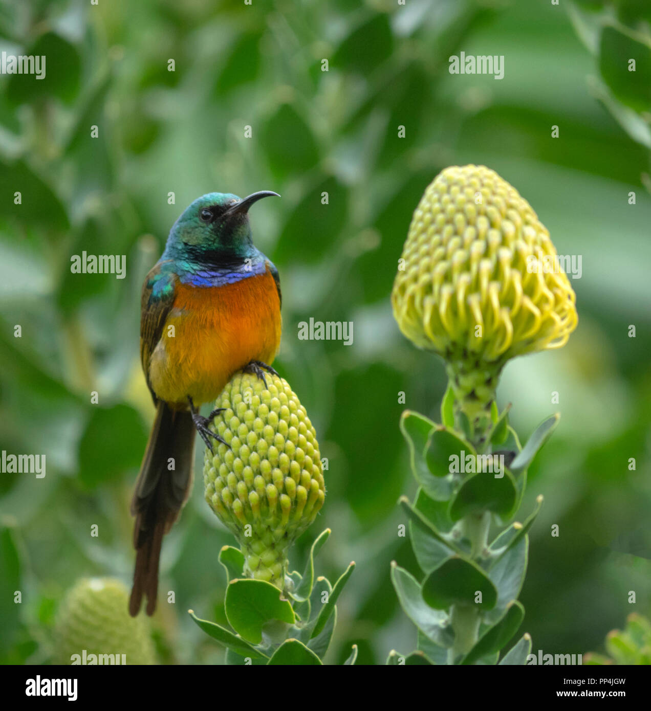 Orange breasted sunbird anthobaphes violacea hi-res stock photography ...