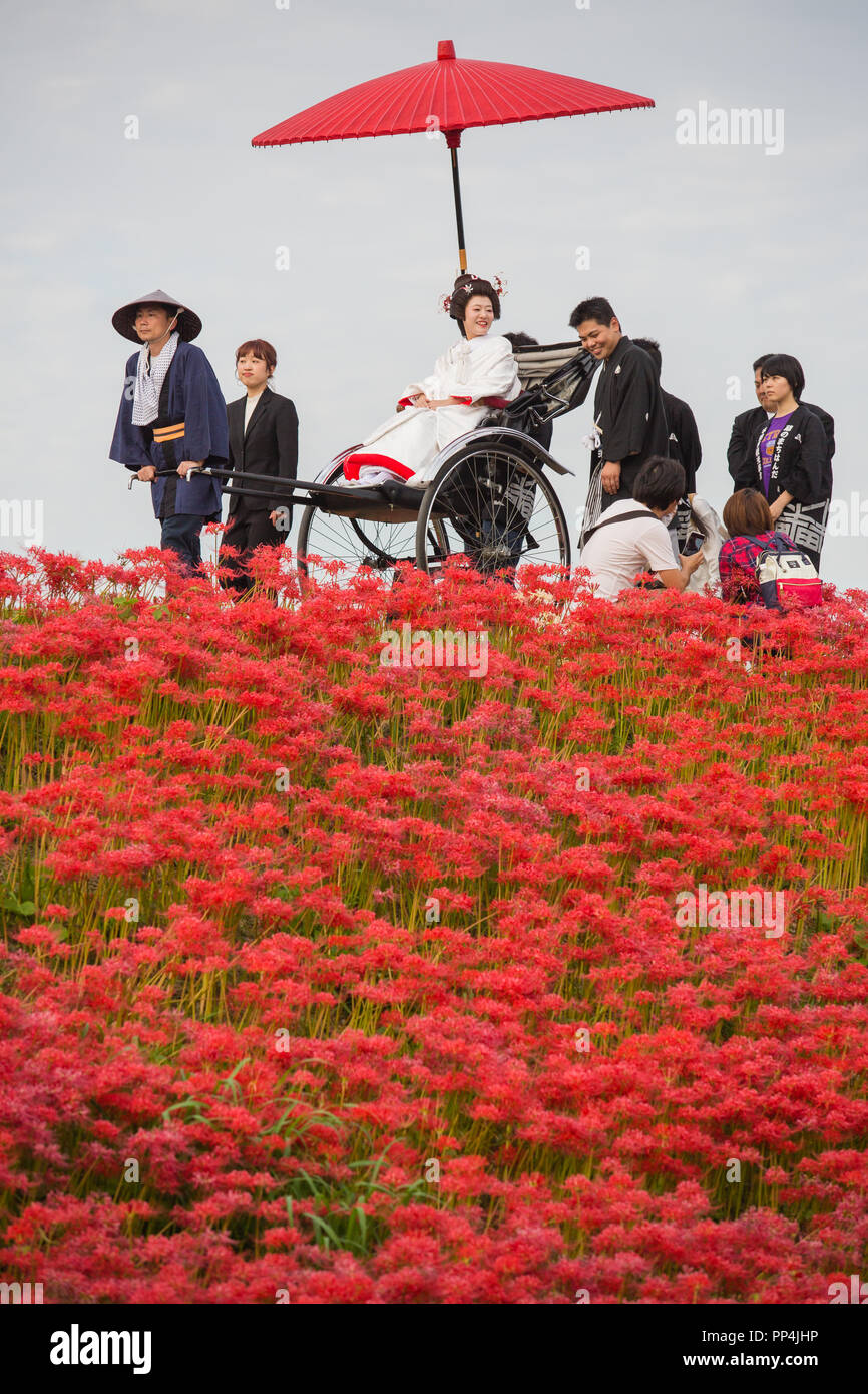 3 millions Lycoris Radiatas seen in full bloom near the Yakachi River ...