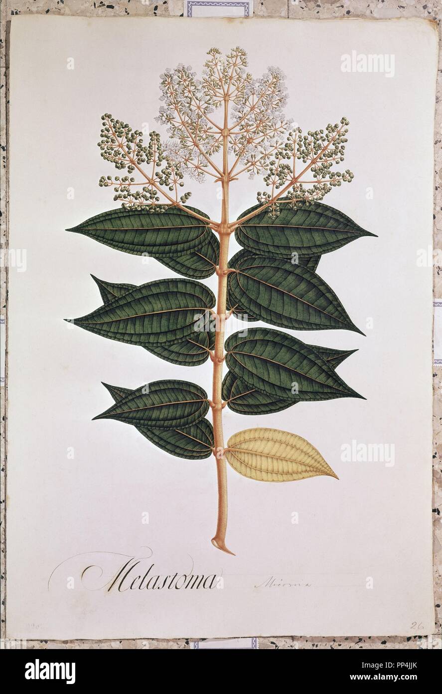 MICONIA RUBIGINOSA - SHEET 2600 MADE FOR THE BOTANICAL EXPEDITION OF ...