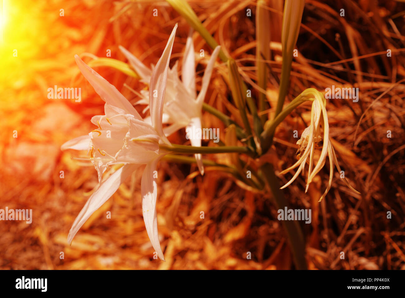 Sand lily hi-res stock photography and images - Alamy