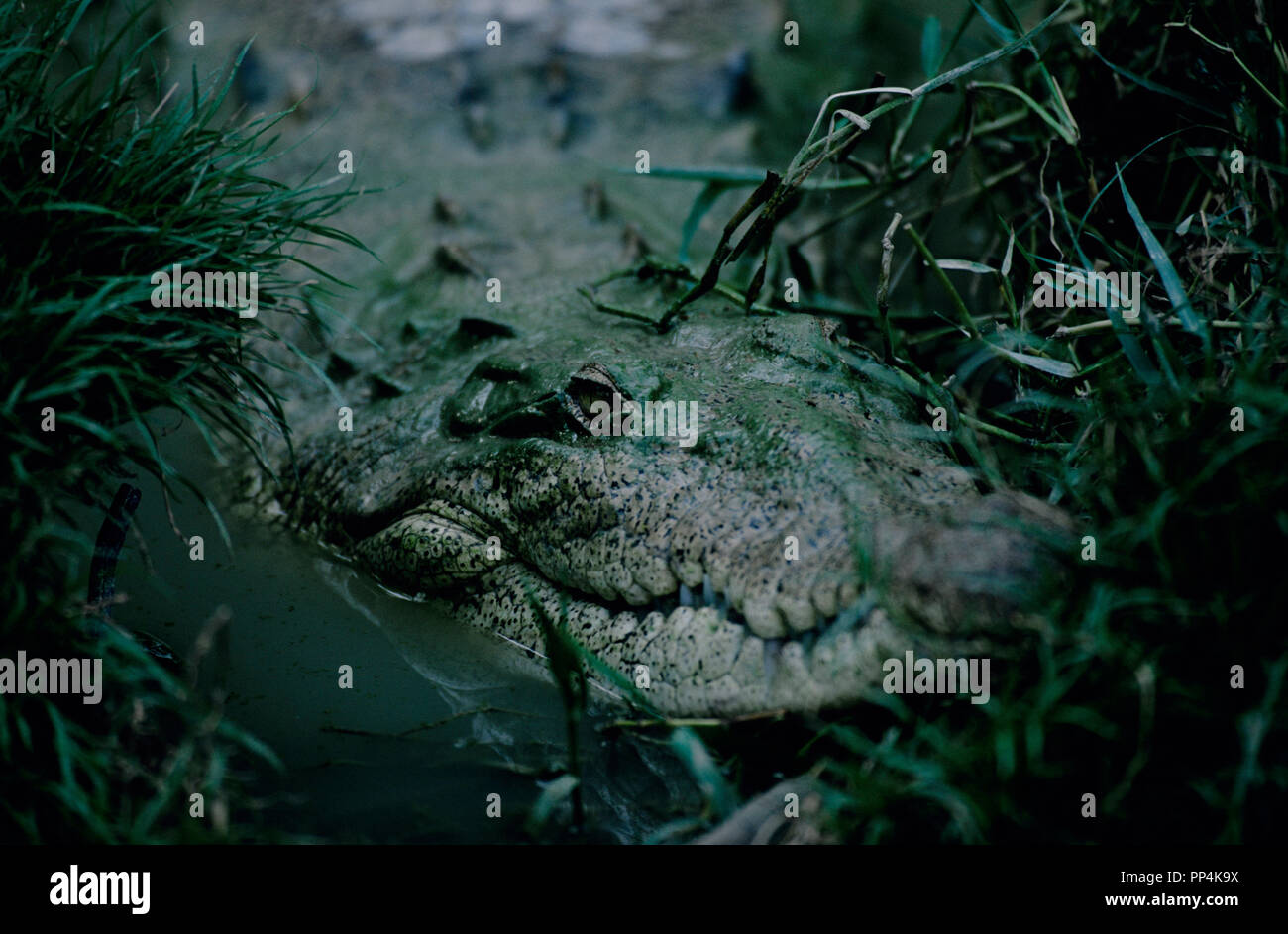 DOMINICAN REPUBLIC. Santo Domingo Zoo; American crocodile from Isla ...