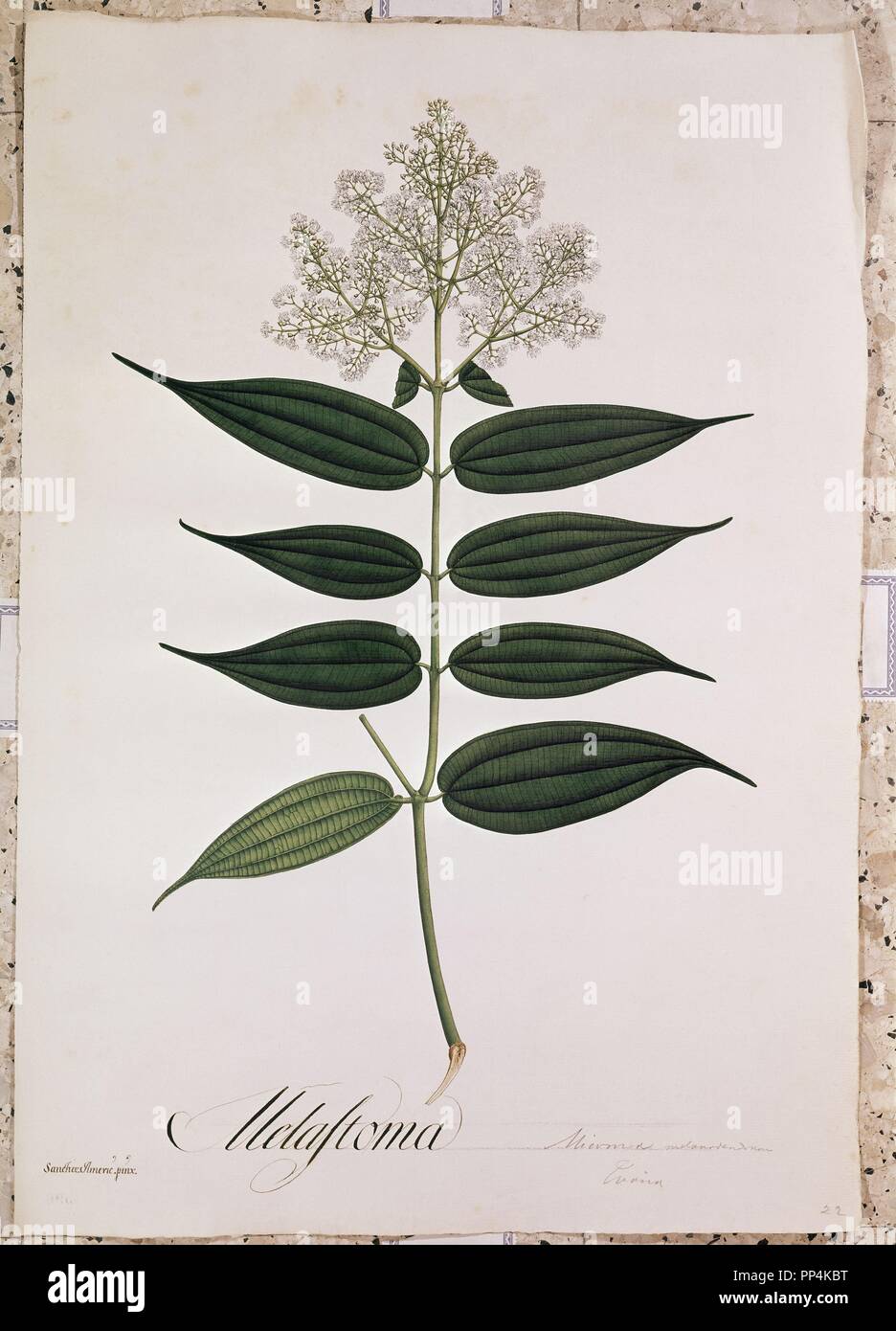 MICONIA MINUTOFLORA - SHEET 2596 - MADE FOR THE BOTANICAL EXPEDITION OF ...