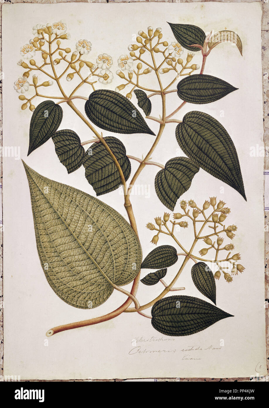 MICONIA TUBERCULATA - SHEET MADE FOR THE BOTANICAL EXPEDITION OF THE ...