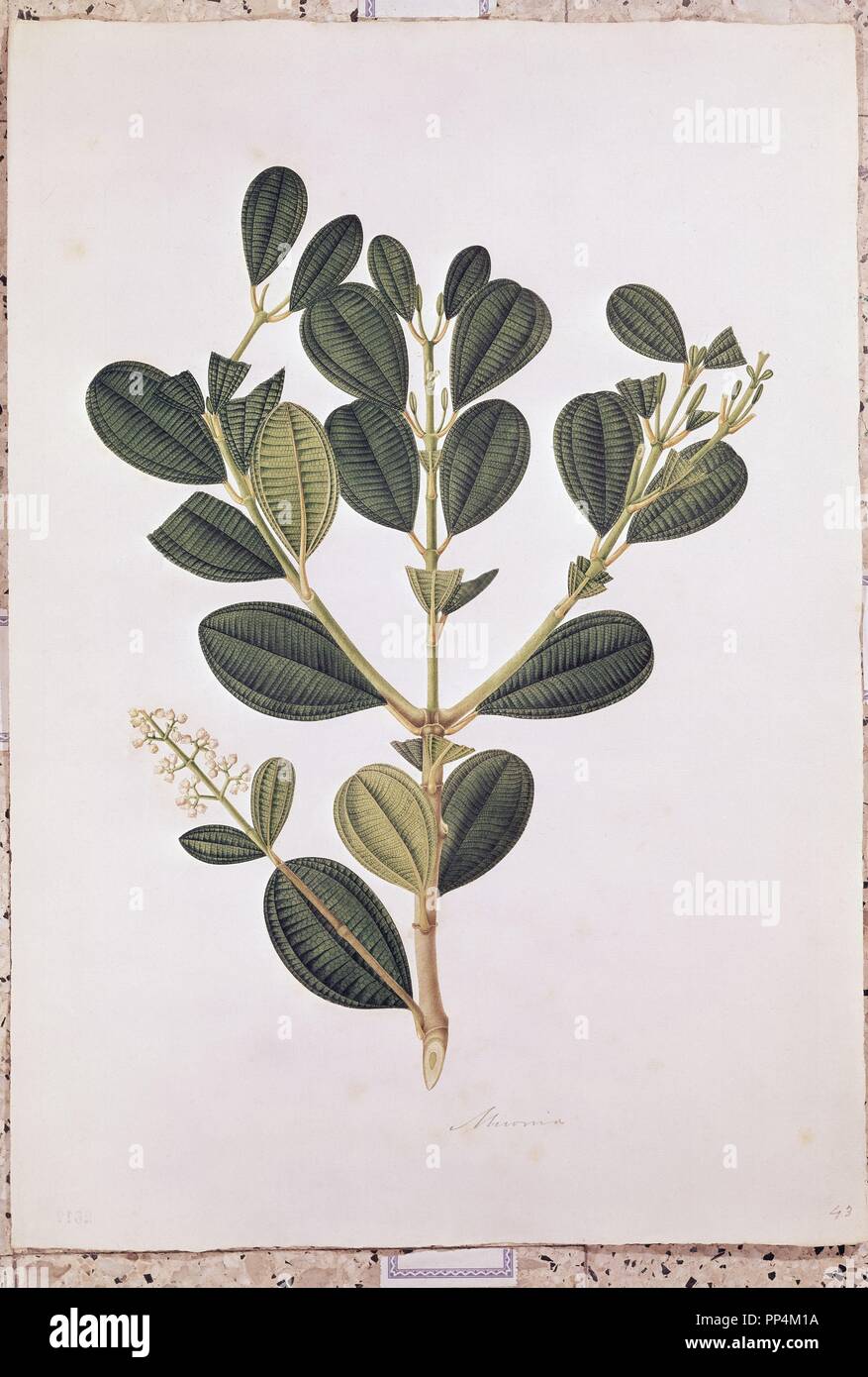 MICONIA LIGUSTRINA - PLATE 2617 MADE FOR THE BOTANICAL EXPEDITION OF ...