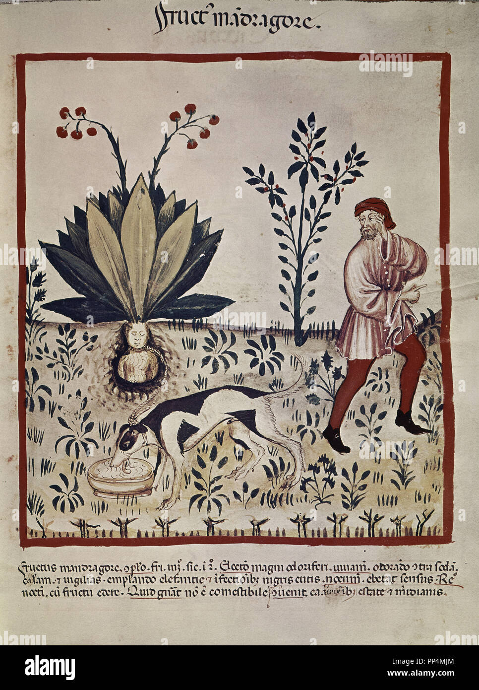 Medieval medicine manuscript mandrake hi-res stock photography and ...