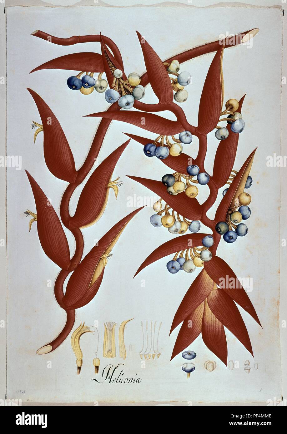 FLORA OF THE ROYAL BOTANICAL EXPEDITION OF THE NEW KINGDOM OF GRANADA ...