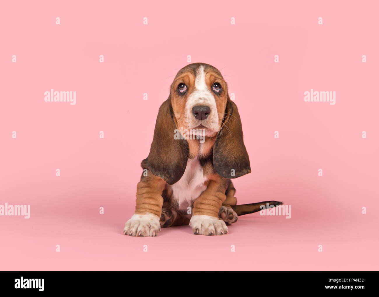 Cute basset hound puppy dog sitting looking up on a pink background ...