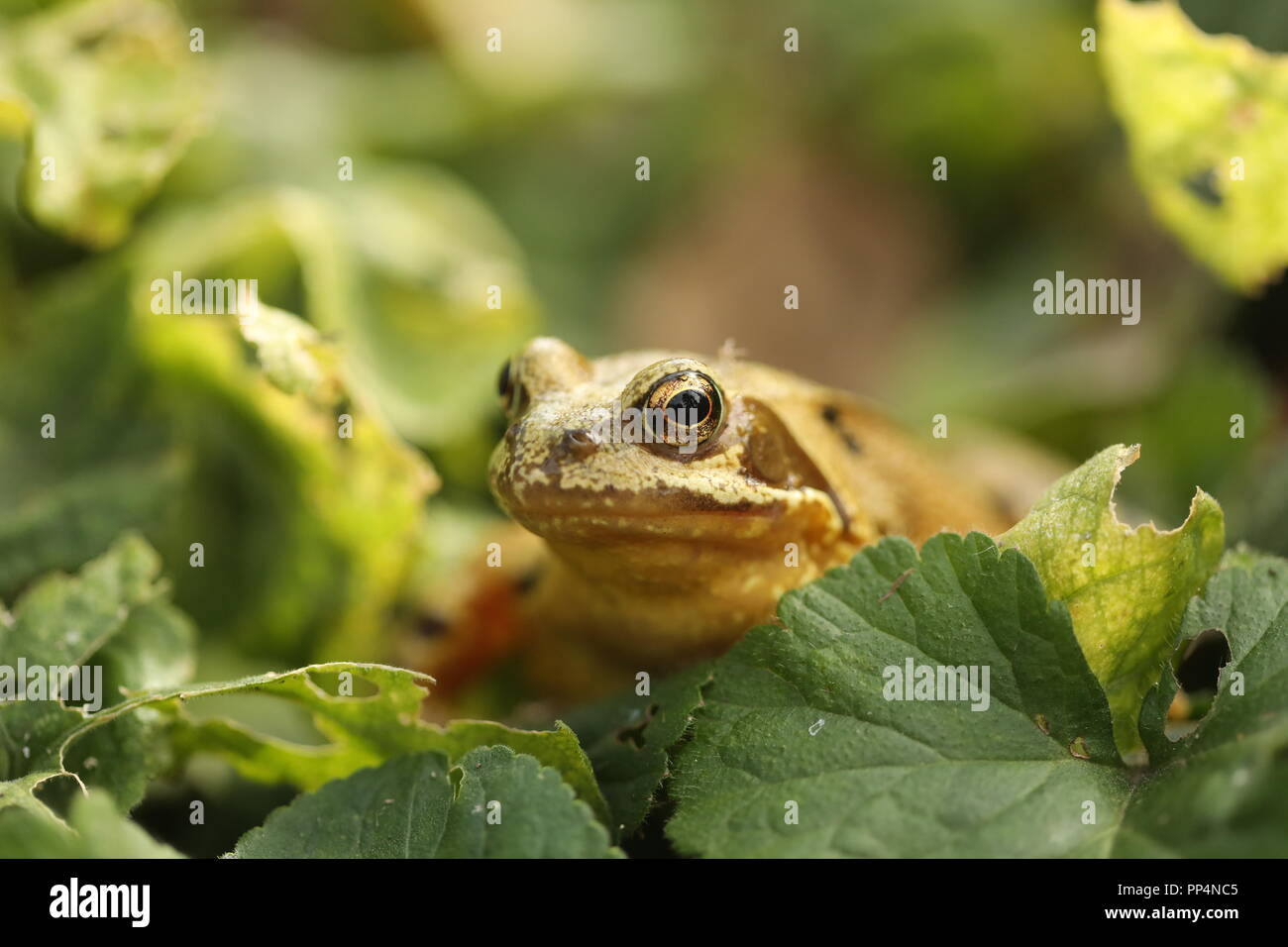 Common frog in garden Stock Photo - Alamy