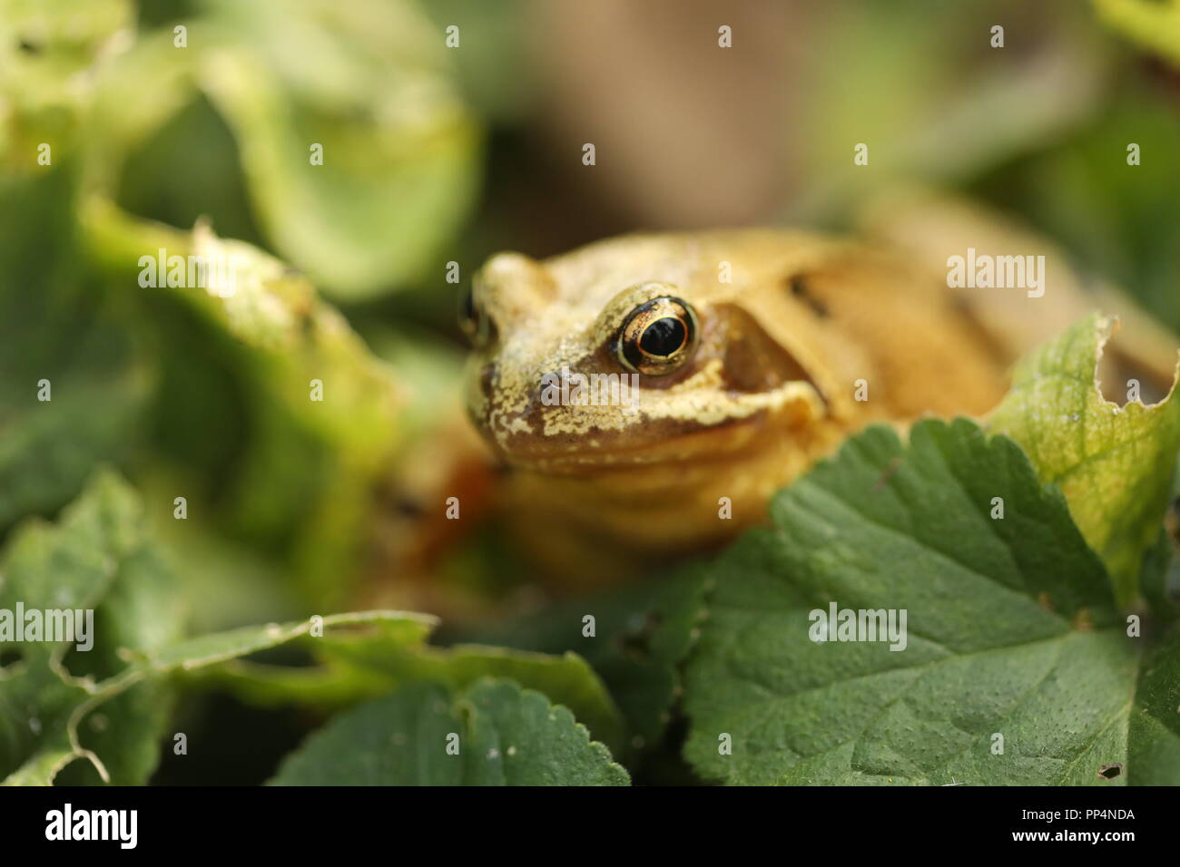 Fat Frog High Resolution Stock Photography and Images - Alamy