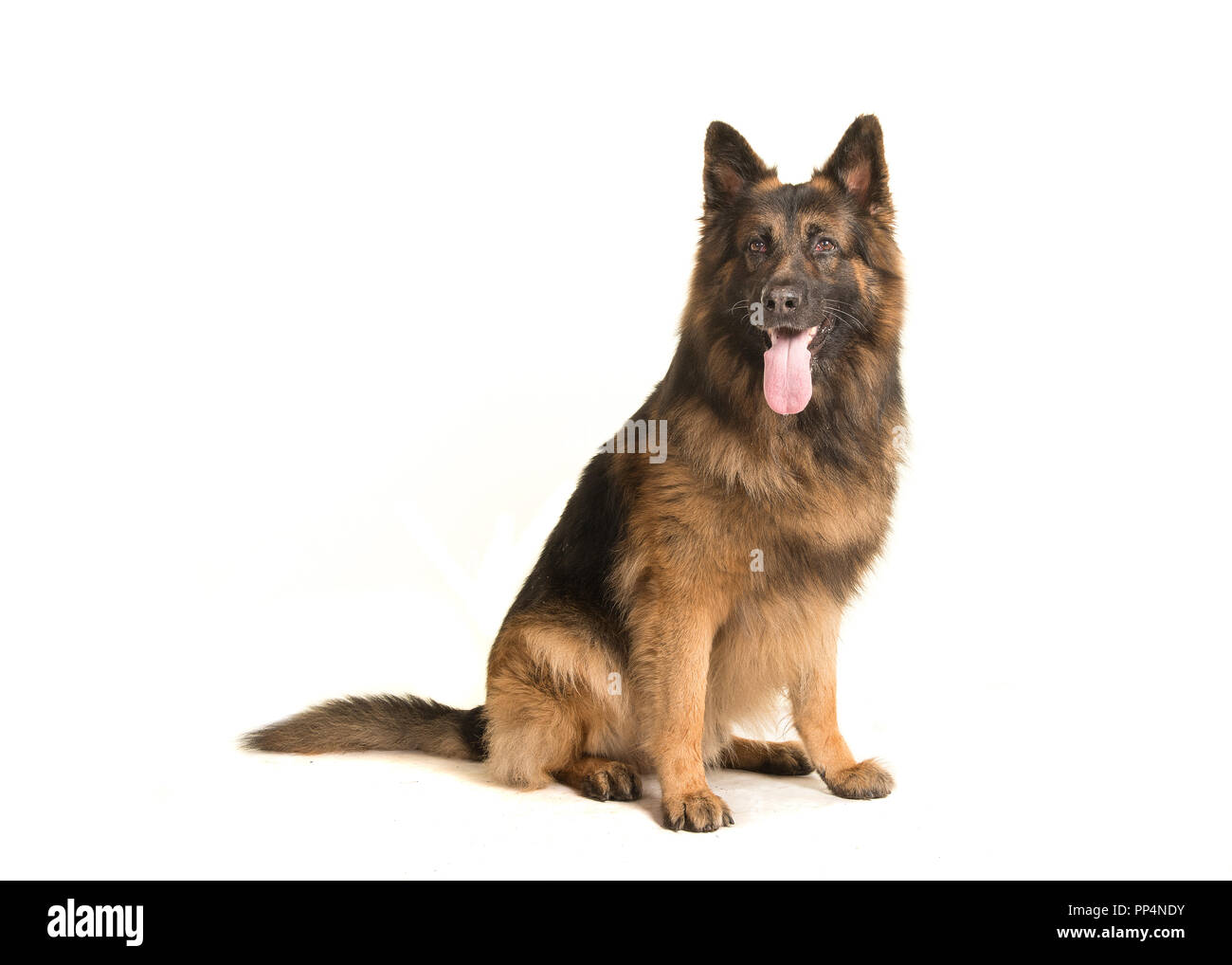 Adult old german shepherd dog sitting isolated on a white background ...