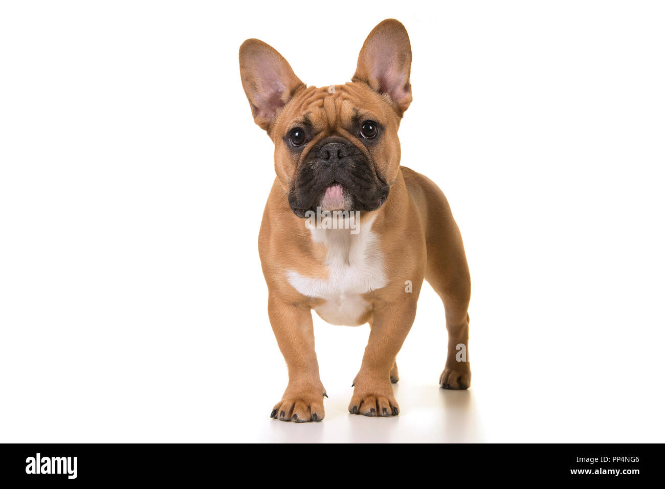 French bulldog side view fawn hi-res stock photography and images - Alamy