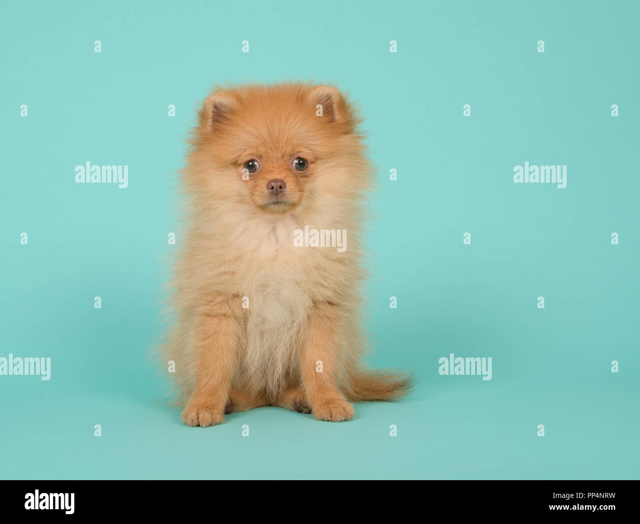Cute mini spitz puppy dog sitting looking at the camera on a blue ...
