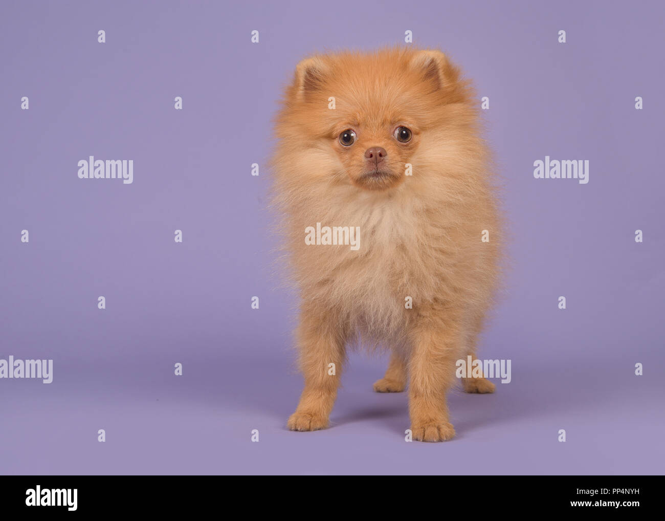 Lavender Pomeranian