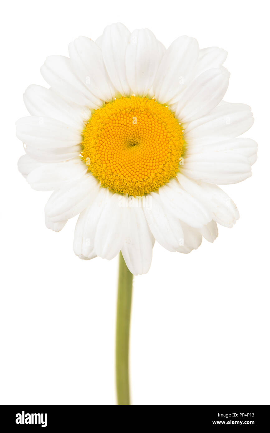 Daisy With Stem