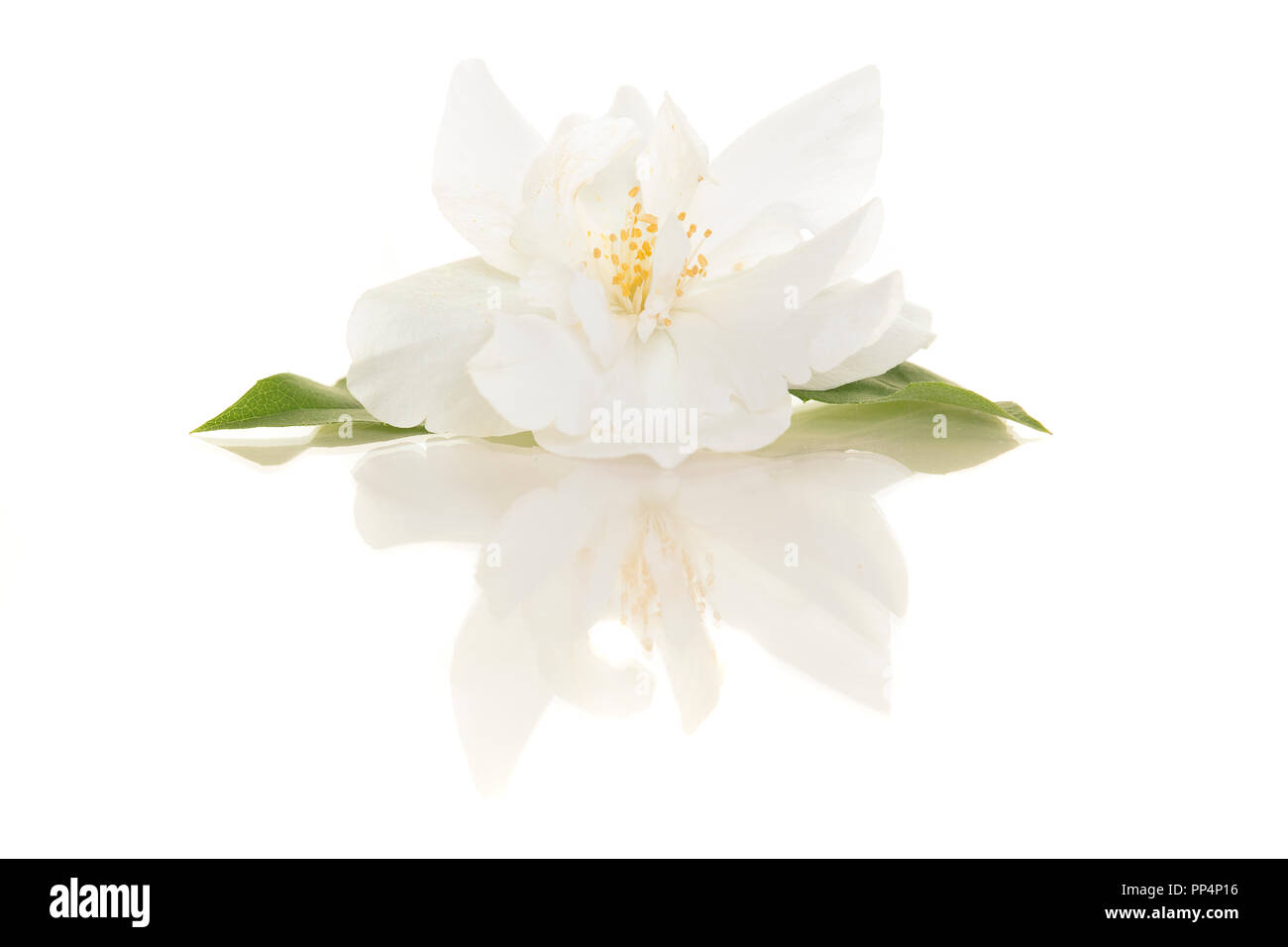 Blooming single Jasmine flower on a white background with its ...