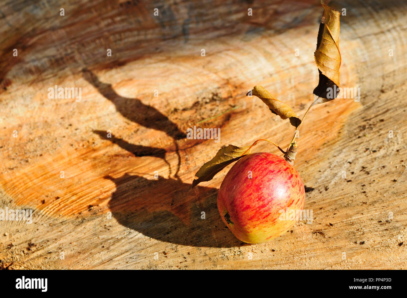 wild organic apple on tree stump Stock Photo - Alamy