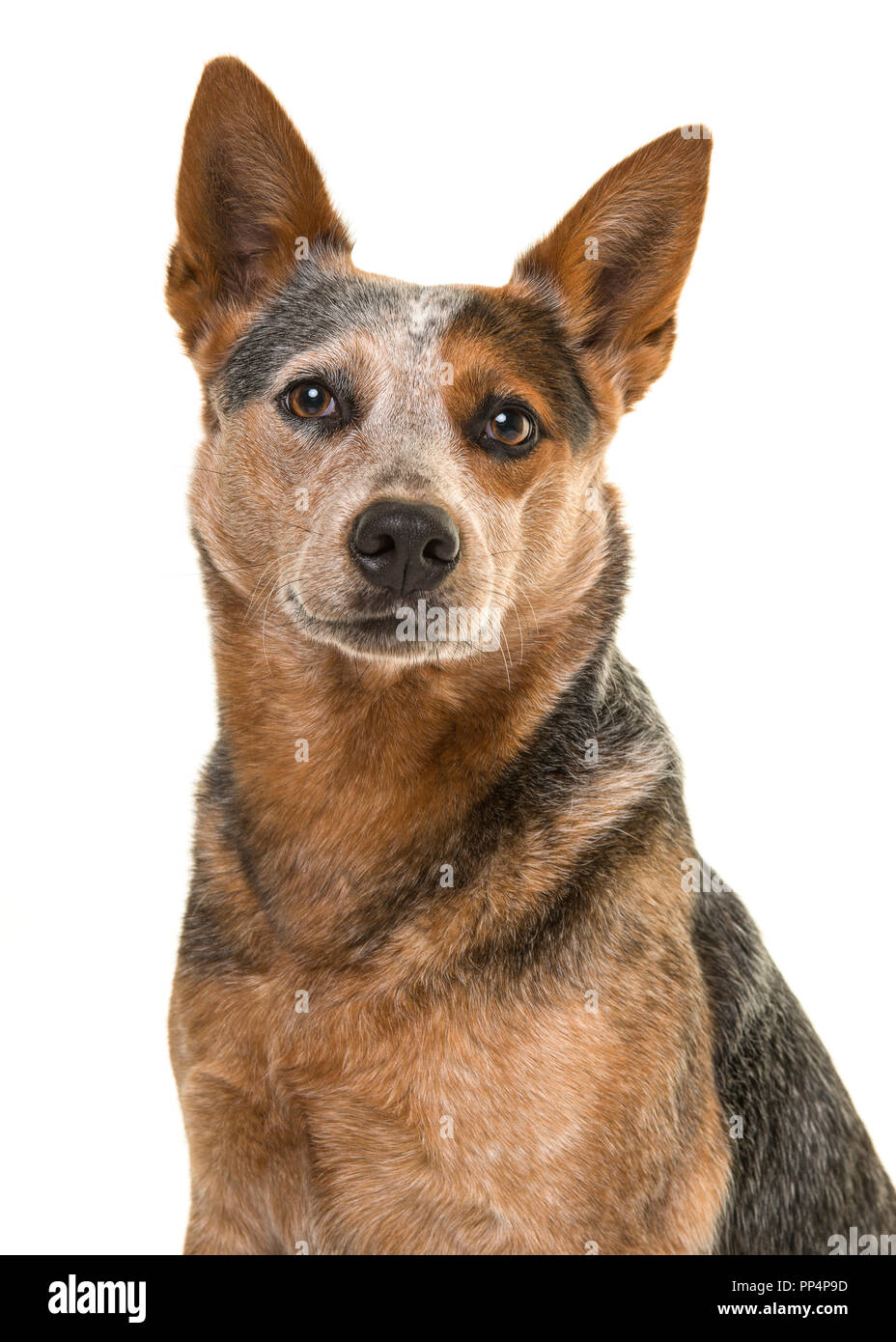 Portrait of a cute australian cattle dog looking at the camera on a ...