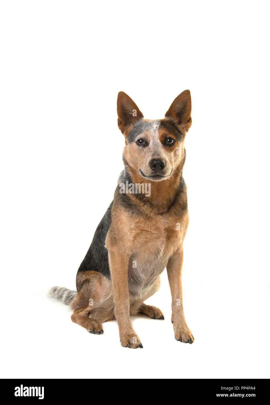 Australian content Cut Out Stock Images & Pictures - Alamy