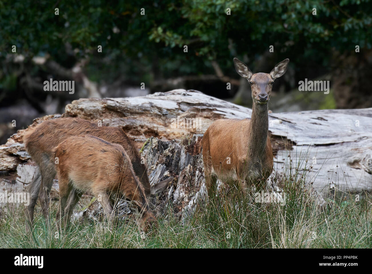 Red deer in its natural habitat in Denmark Stock Photo - Alamy