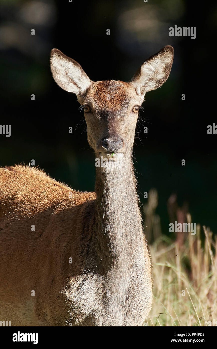 Red deer in its natural habitat in Denmark Stock Photo - Alamy