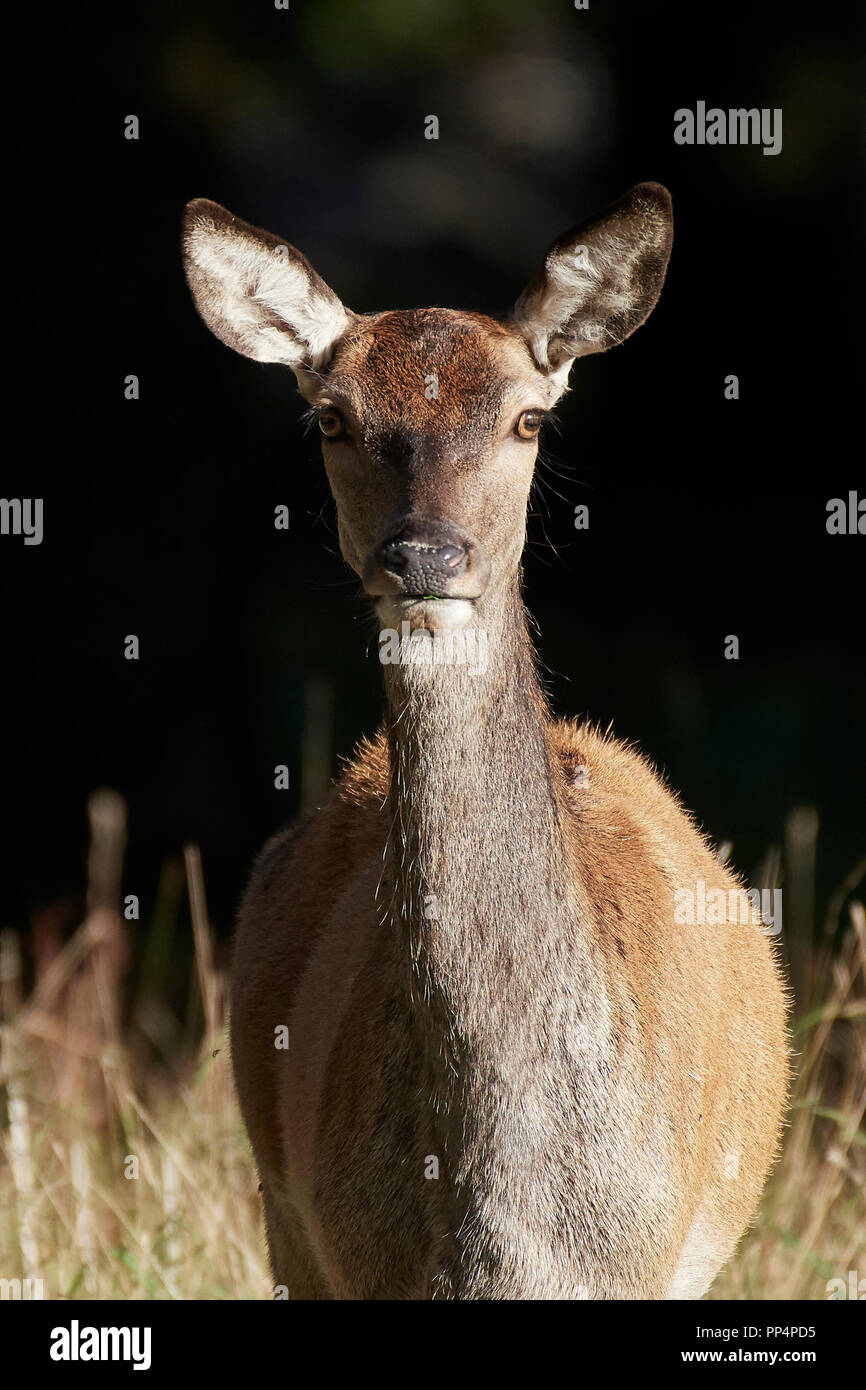 Red deer in its natural habitat in Denmark Stock Photo - Alamy