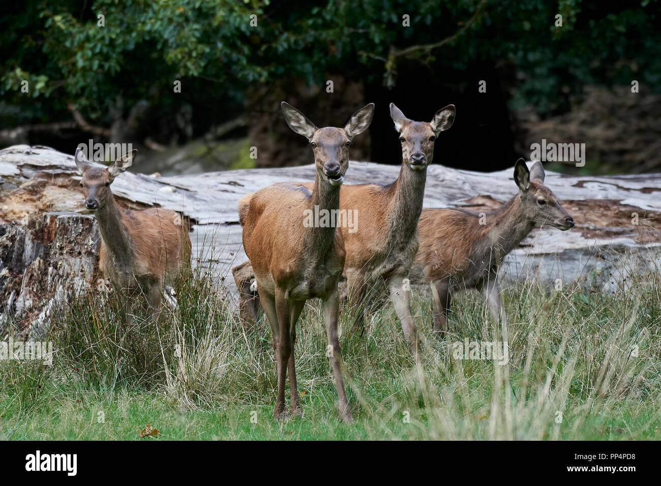 Red deer in its natural habitat in Denmark Stock Photo - Alamy