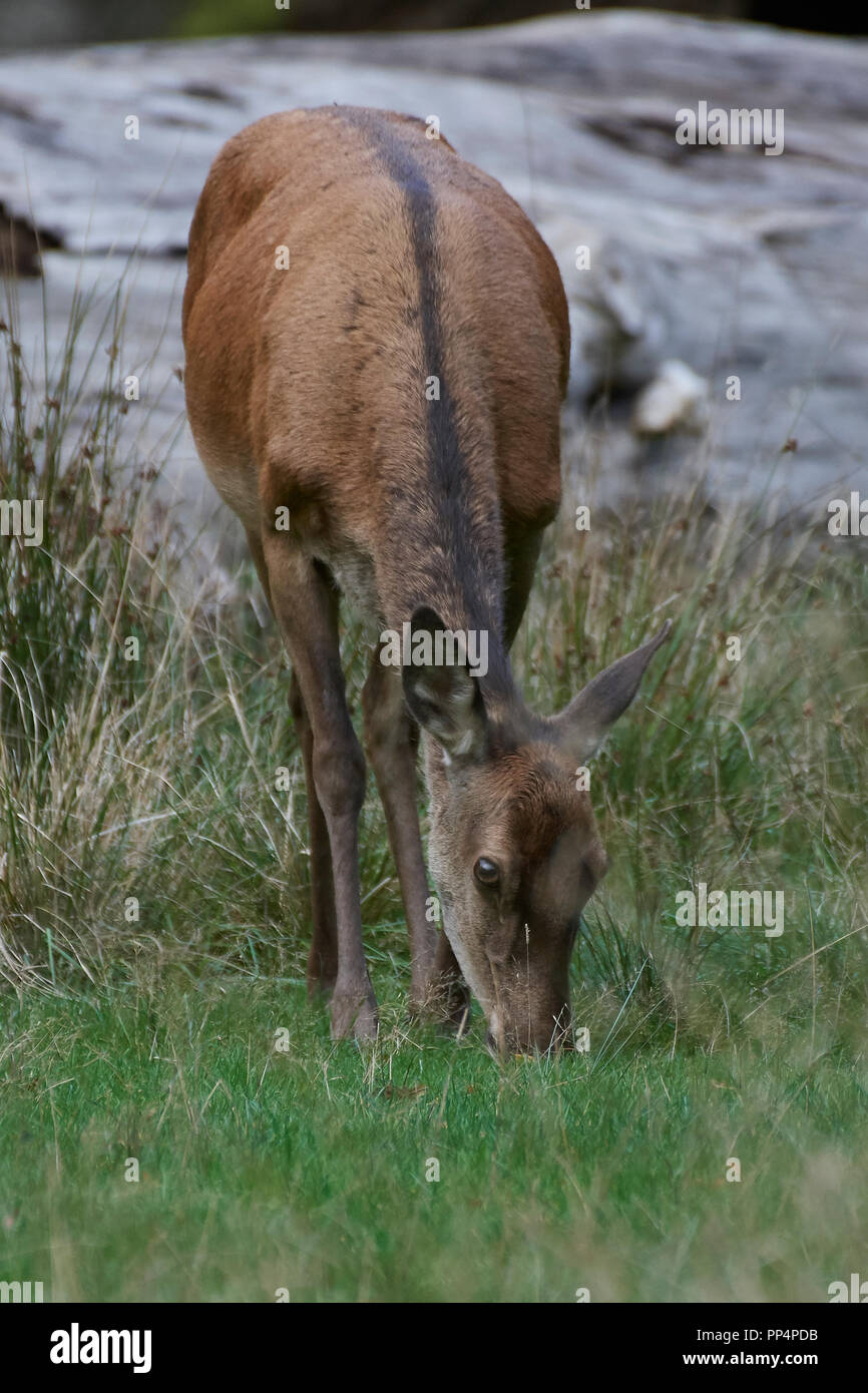 Red deer in its natural habitat in Denmark Stock Photo - Alamy