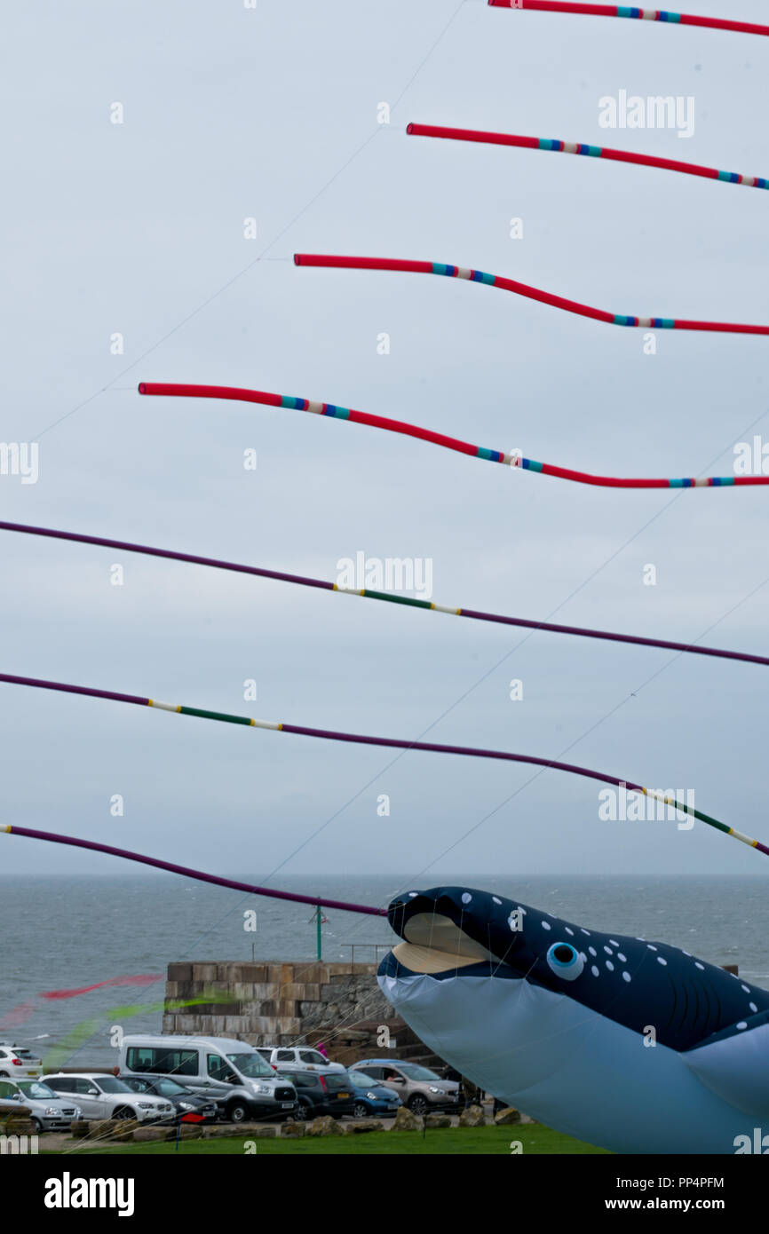 Workington harrington kite festival Stock Photo - Alamy
