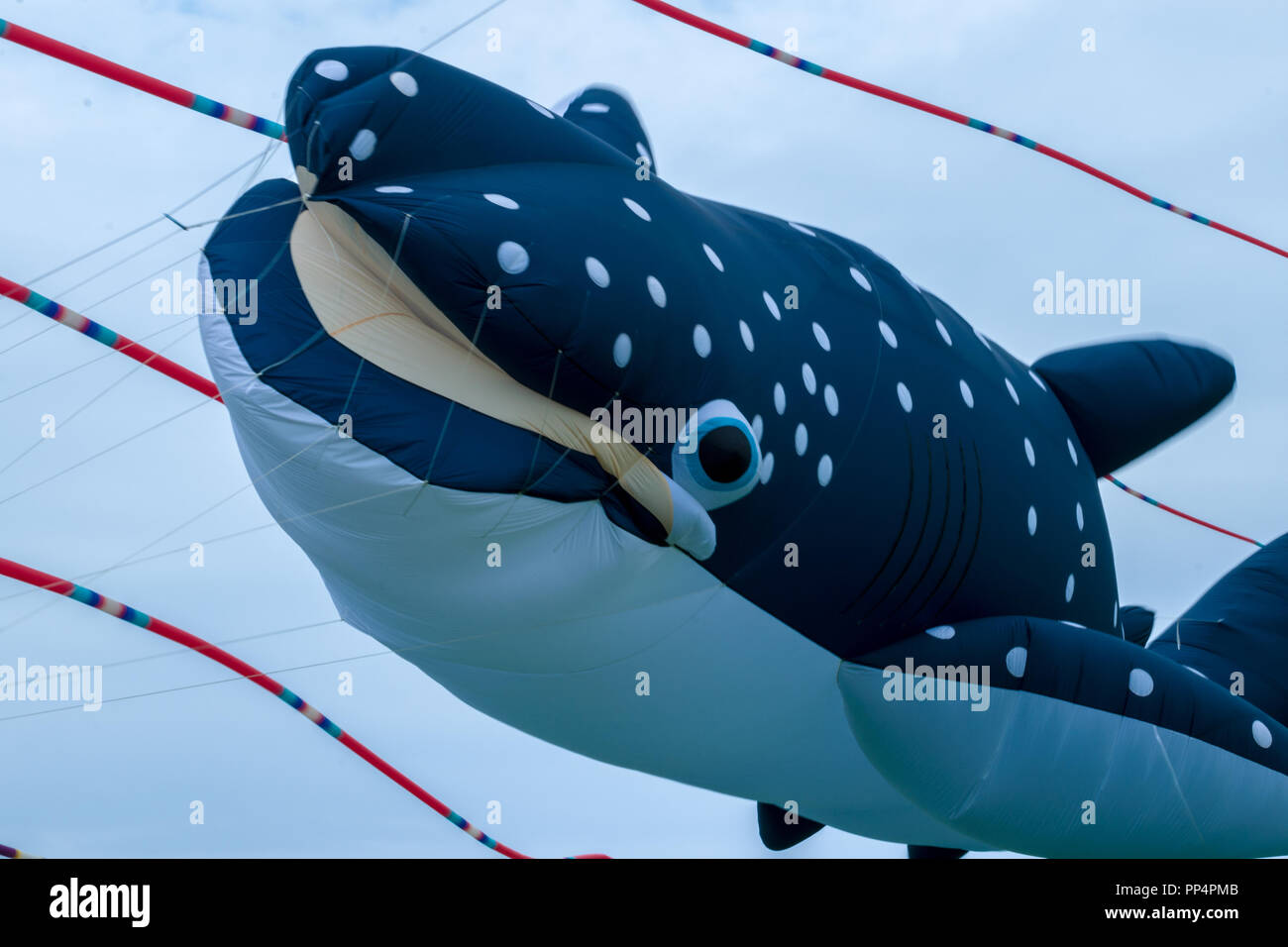 Workington harrington kite festival Stock Photo - Alamy