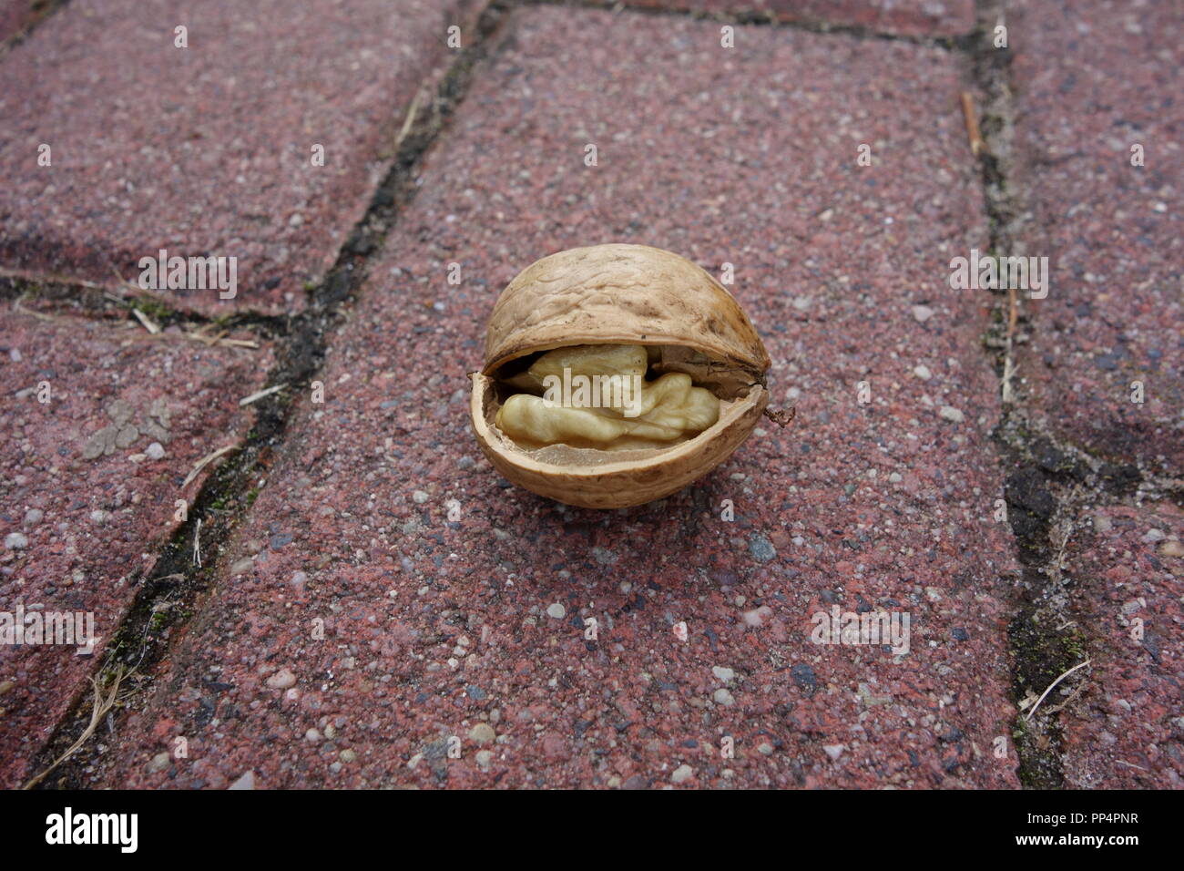 Walnut shell texture hi-res stock photography and images - Alamy