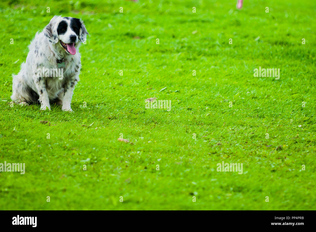 Workington harrington kite festival Stock Photo - Alamy