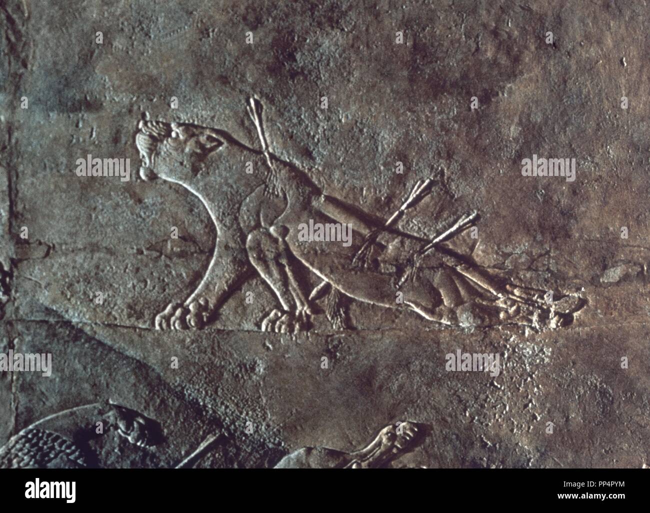 RELIEVE ASIRIO-CAZA DE LEONES-DET LEONA HERIDA- SIGLO VII AC ...