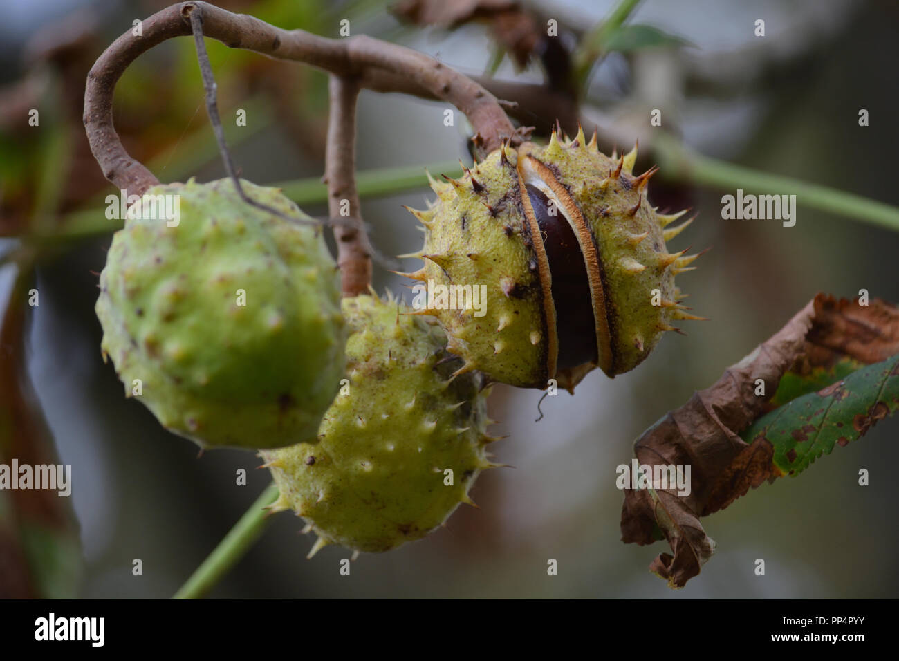 Ripe chestnut fruits on the tree Stock Photo - Alamy